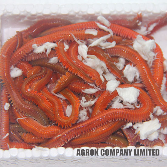 Fresh Living Red Lugworm