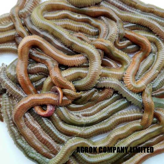 Living sand worm Lugworm Fresh and Fat Fishing Bait